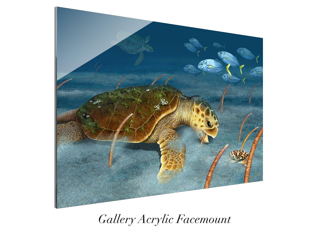 loggerhead sea turtle eating