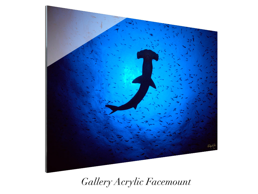 simple hammerhead shark