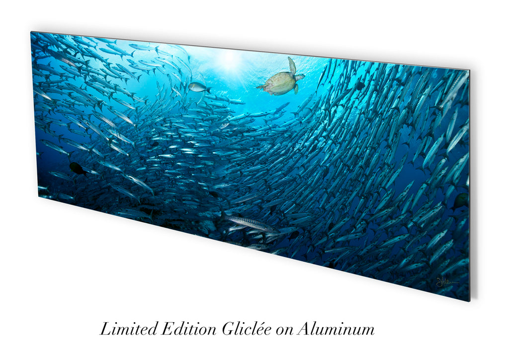"1000 Barracudas and a 3 legged Turtle" – Blue Ocean Art