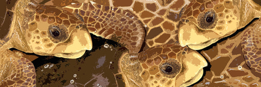 "Loggerhead Sea Turtles" – Blue Ocean Art