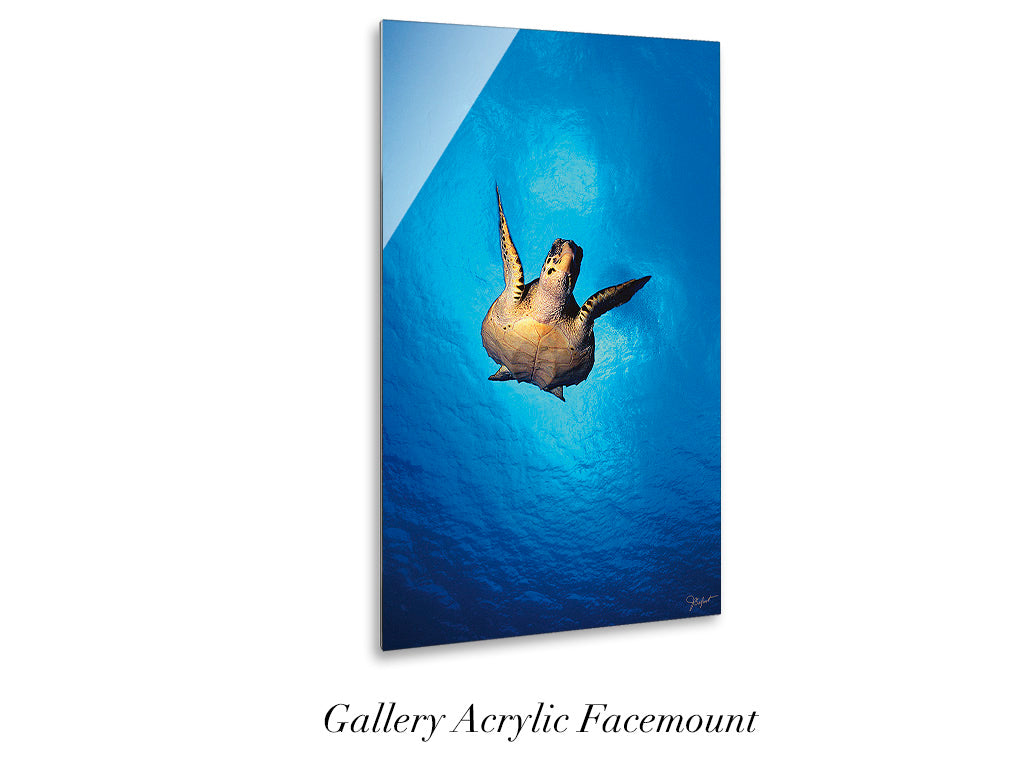 "Diving Hawk" – Blue Ocean Art