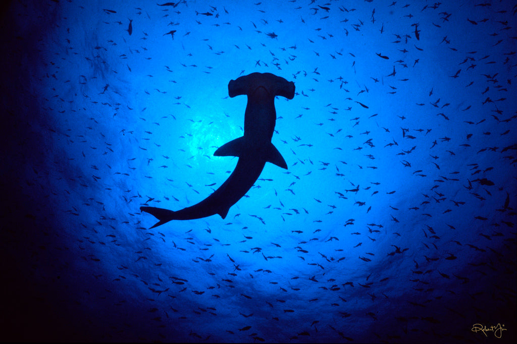 Hammerhead Shark Wallpaper Hd