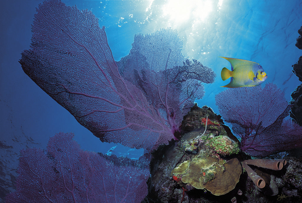 "Sea Fans" – Blue Ocean Art