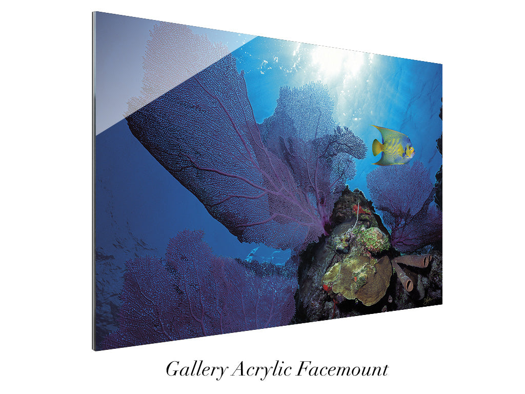 "Sea Fans" – Blue Ocean Art